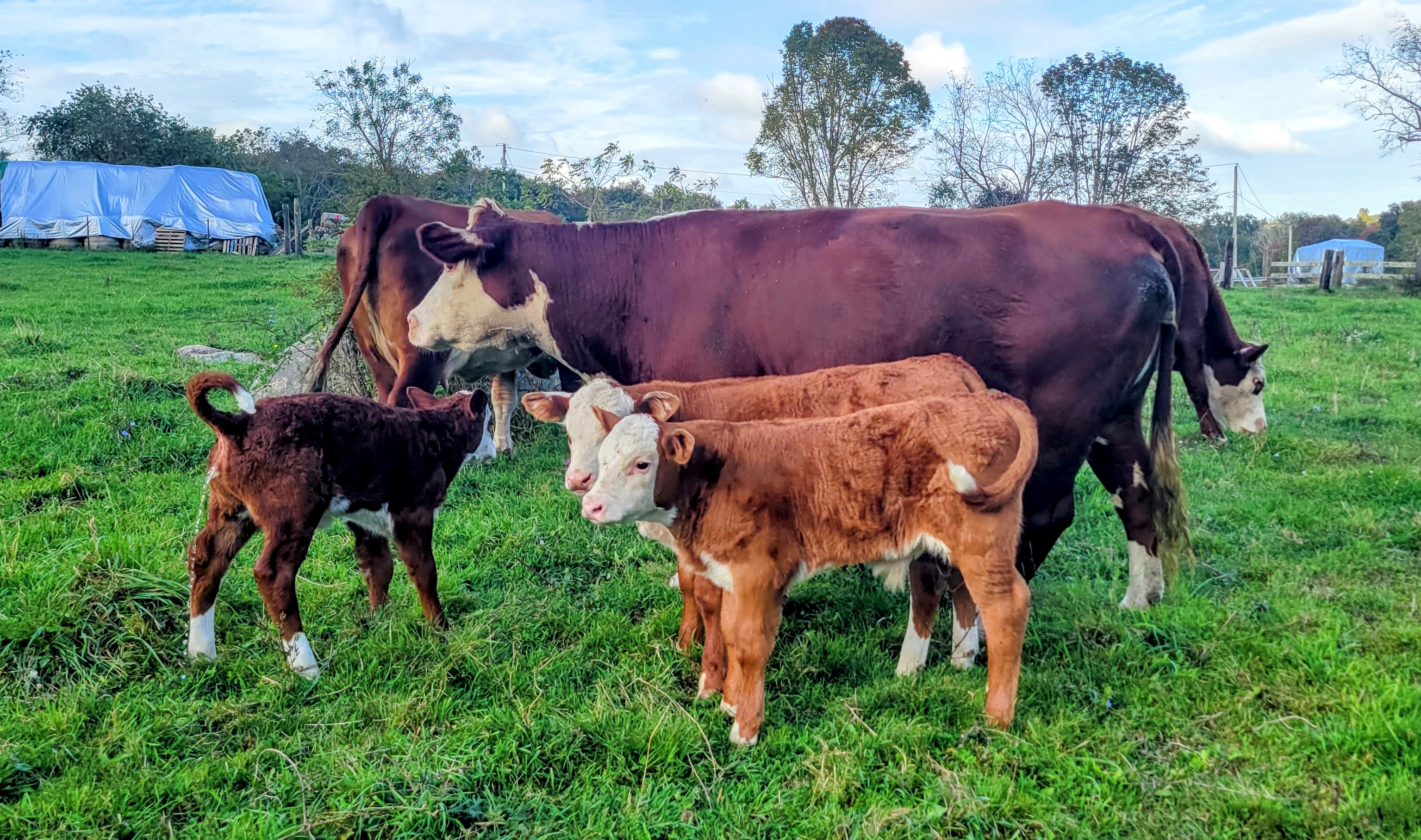 Fall 2023 offerings: Cows, heifers, calves being weaned - Russet Valley ...