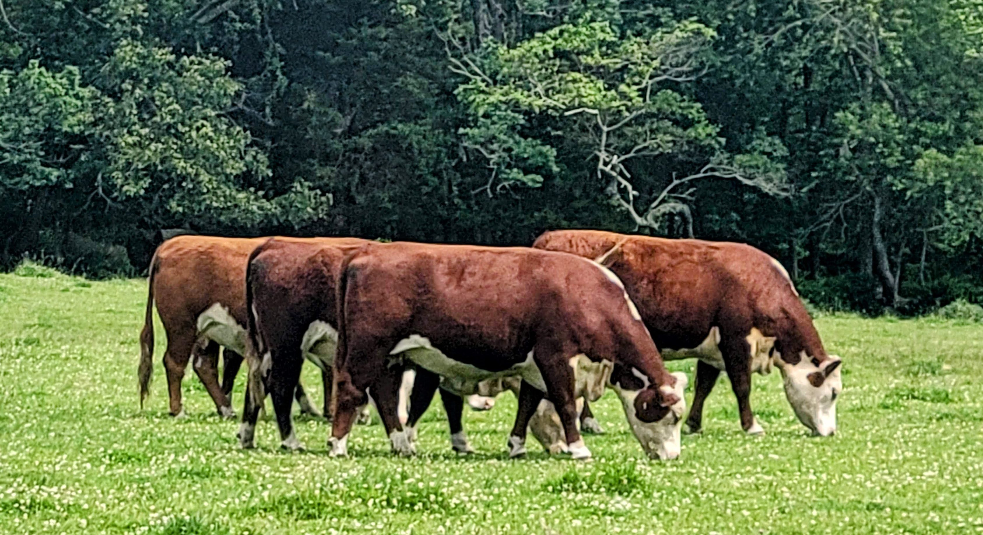 Russet Valley Farm, offering polled Hereford beef cattle and hay, in ...